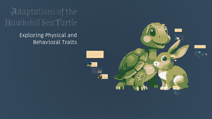 Adaptations of the Hawksbill Sea Turtle by Henry Topalian on Prezi