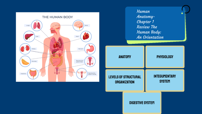Human anatomy- chapter 1 review the Human body: an orientation by ...