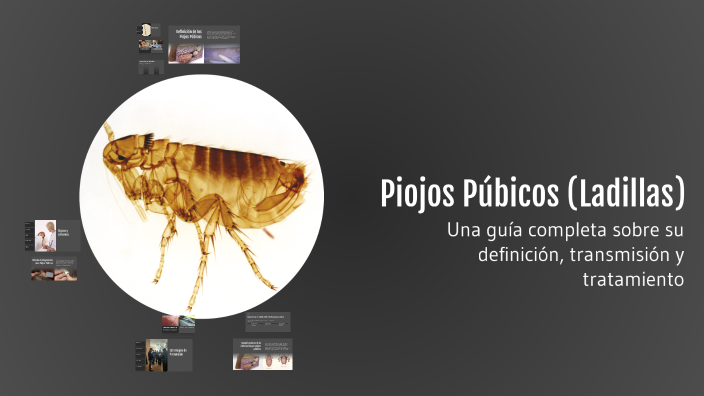 Piojos Púbicos (Ladillas) by JACK FLL on Prezi