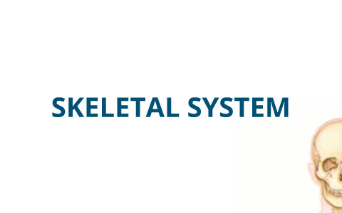 Skeletal System by elaina powell on Prezi