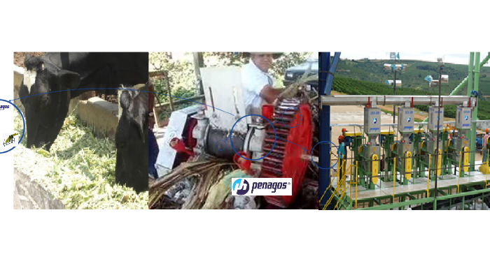 PENAGOS HERMANOS by Guillermo Maria Pérez Abril