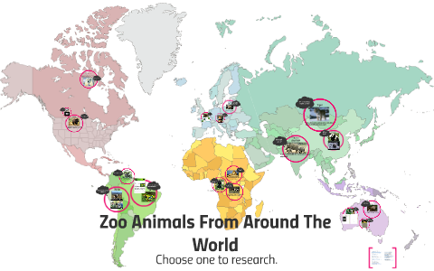 Zoo Animals From Around The World by Tara Higley on Prezi