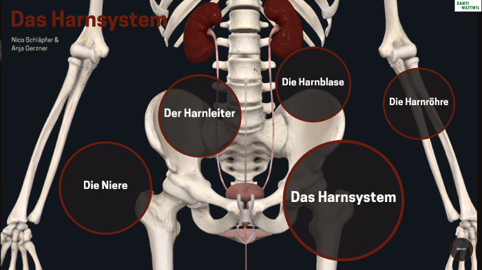 Das Harnsystem by Anja Gerzner on Prezi
