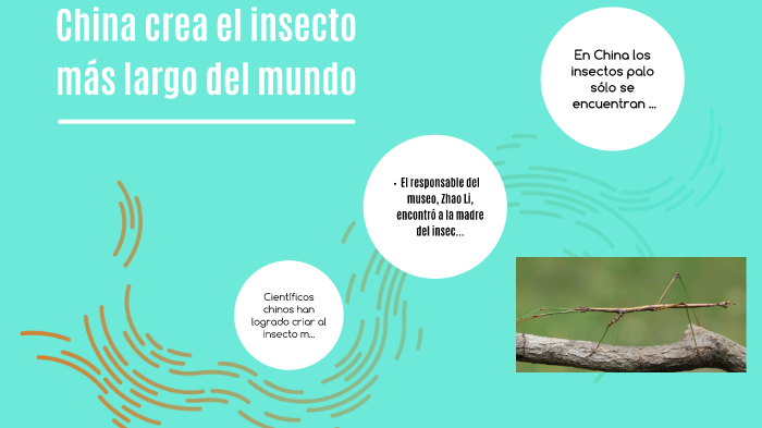 INSECTO MÁS GRANDE DEL MUNDO by karla michelle lecaros pozo on Prezi