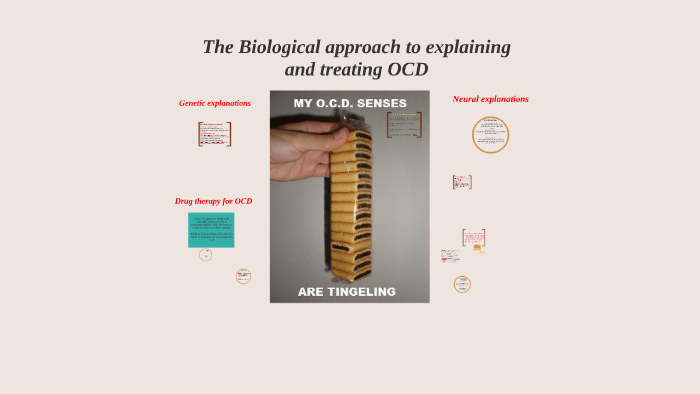 The Biological approach to explaining and treating OCD by Ashley Curcio ...