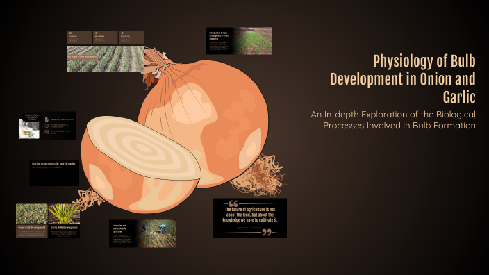 Physiology of Bulb Development in Onion and Garlic by Parkavan D.S.P on ...