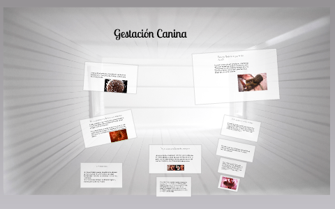 Desarrollo Embrionario: Perro by Frida CT on Prezi