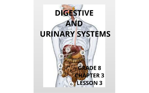DIGESTIVE AND URINARY SYSTEM by Jeff Vickers on Prezi