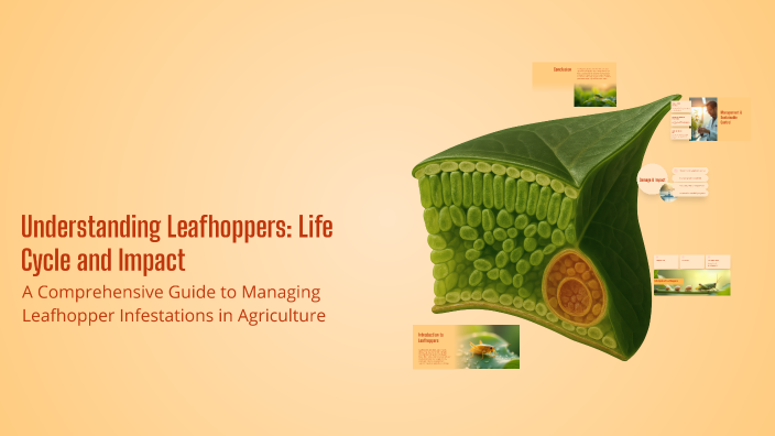 Understanding Leafhoppers: Life Cycle and Impact by Sabrine Attia on Prezi