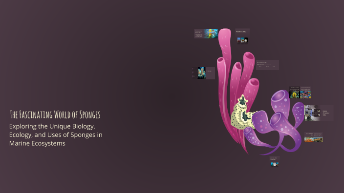 The Fascinating World of Sponges by Sam S on Prezi