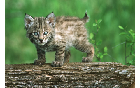 Bobcat: Mojave desert predator-prey realtionships by Liam Smith on Prezi
