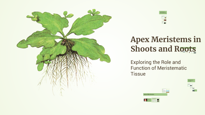 Apex Meristems in Shoots and Roots by Natalia Kryk on Prezi