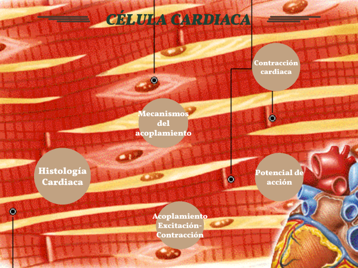 Célula cardiaca by Josse Matias| Acuña Aliaga on Prezi