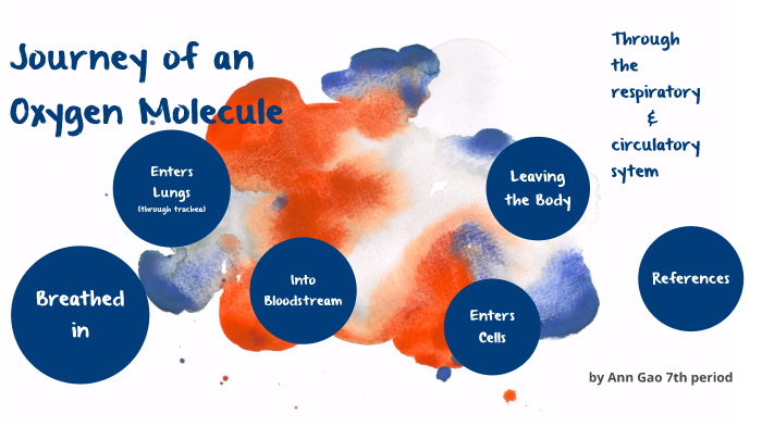 Journey of an Oxygen Molecule by Ann Gao on Prezi