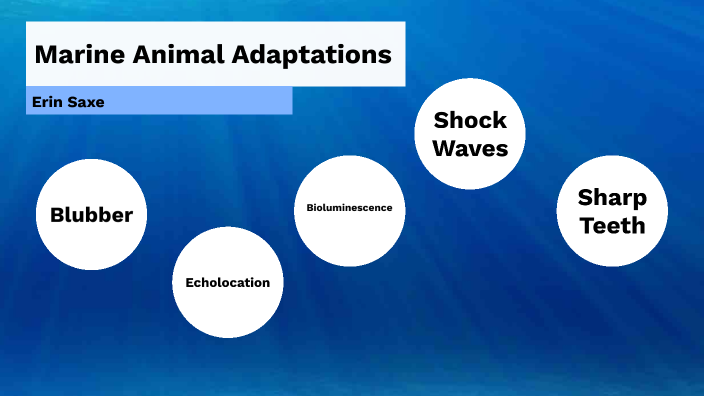 Marine Animal Adaptation Project by Erin Saxe on Prezi
