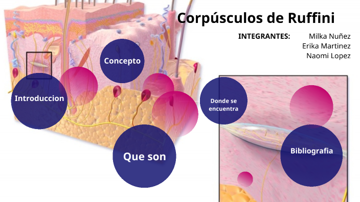 Ruffini by naomi lopez on Prezi