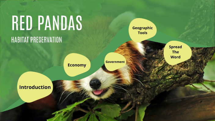 Red Pandas (Social Studies Project) by Aanshi Shah on Prezi
