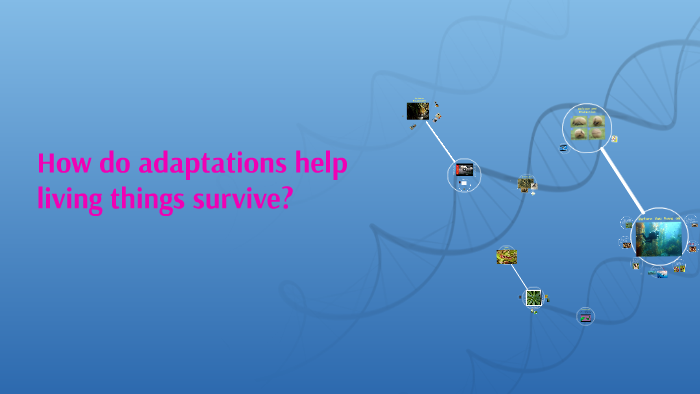 How do adaptations help living things survive? by John Knutsen on Prezi