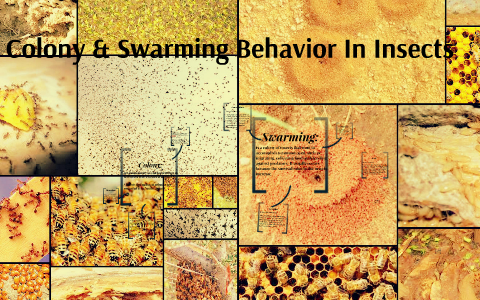 Colony & Swarming Behavior In Insects by delilah n on Prezi