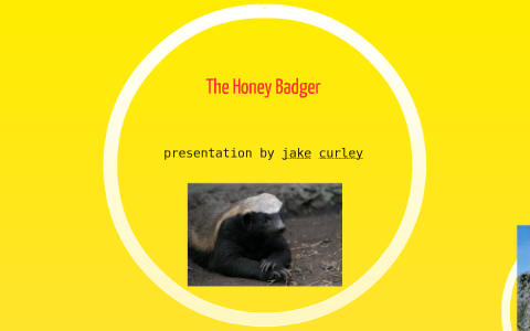 The Honey Badger by jake Curley on Prezi
