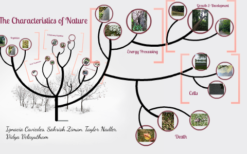 The Characteristics of Nature by Taylor N on Prezi