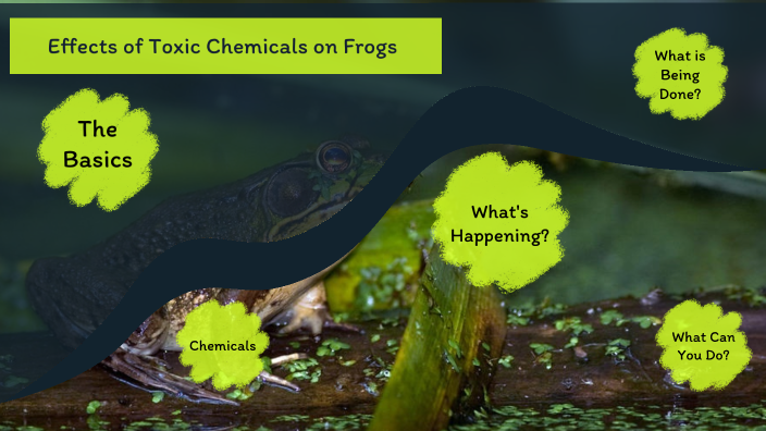 effects of chemicals on frogs by kaya vasvary on Prezi