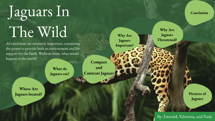 Jaguars In The Wild- Research Kit by Emerald Tse on Prezi
