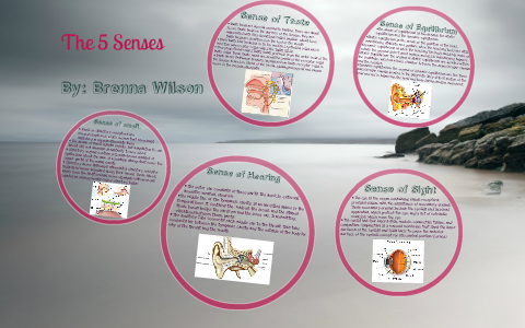 The 5 Senses by Brenna Wilson