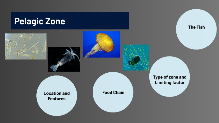 Ocean by Bailey Murrell on Prezi