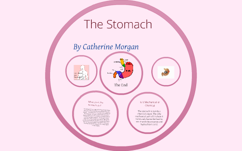 The Stomach by Catherine Morgan on Prezi