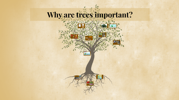 Benefits of Trees by brad cox on Prezi