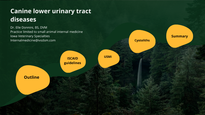 Canine lower urinary tract diseases by Elle Donnini on Prezi