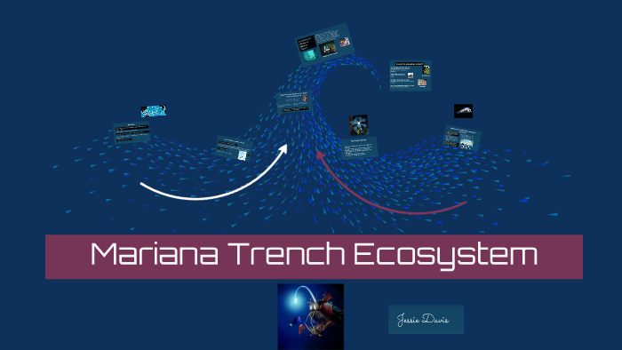 Mariana Trench Ecosystem by Fran McConnell on Prezi