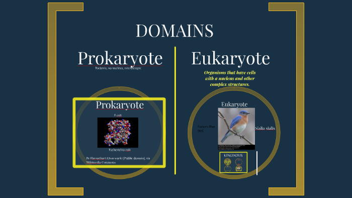 Eliza Cardillo Animal Classification Template 2016 by Eliza Cardillo on ...