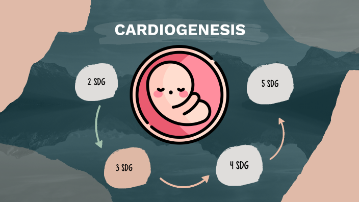 CARDIOGENESIS by ARLETTE TOMÁS BAUTISTA on Prezi
