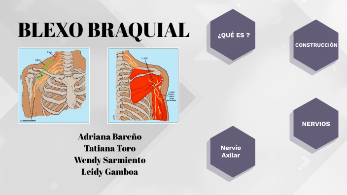 BLEXO BRAQUIAL by Leidy Gamboa Garcia on Prezi