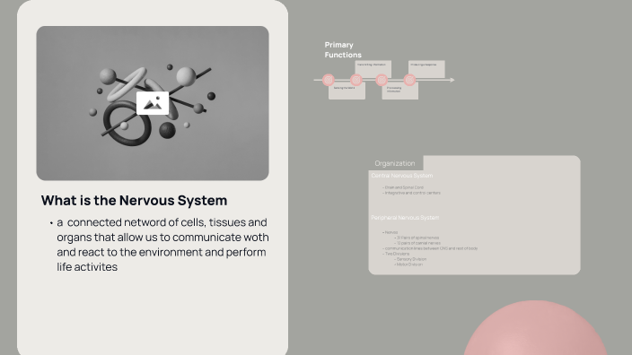 The Nervous System by Malak Nabil on Prezi