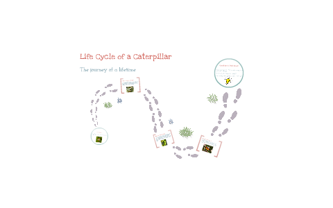Life Cycle of a Caterpillar by Jenna Surmick on Prezi