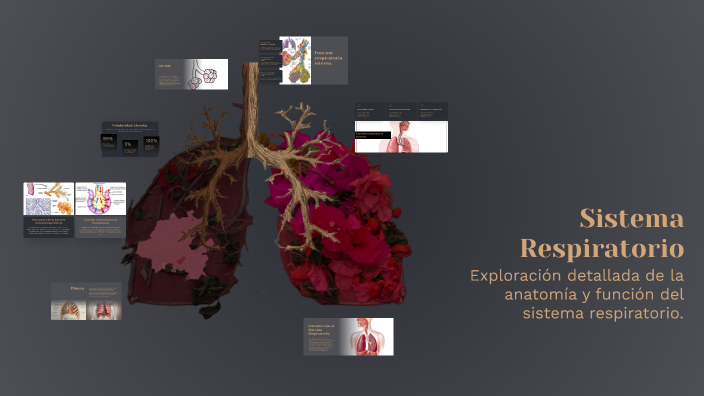 Sistema Respiratorio by Pia Mayo Fonseca on Prezi