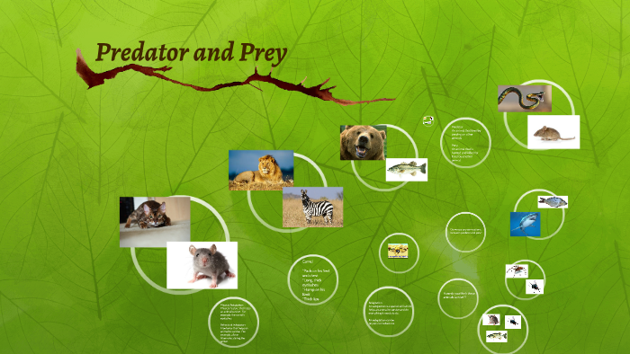 Predator and Prey/ Adaptations by Kathleen Taylor on Prezi