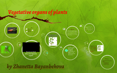 Vegetative organs of plants by Жанетта Баянбекова on Prezi