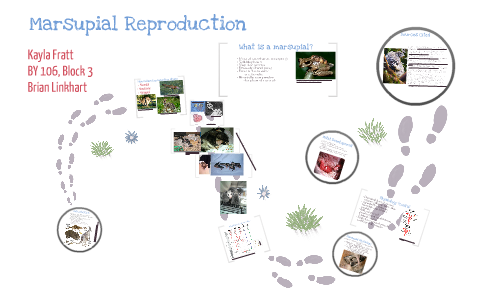 Marsupial Reproduction by Kayla Fratt on Prezi