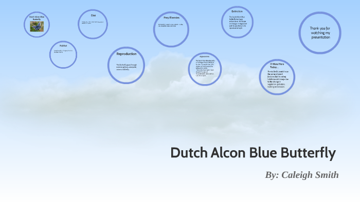 Dutch Alcon Blue Butterfly by Josie Smith on Prezi