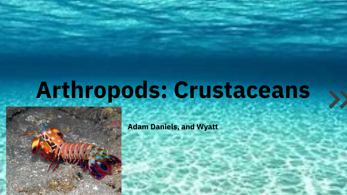 Arthropods Crustaceans by Adam Daniels on Prezi