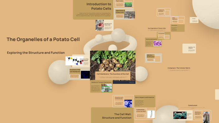 The Organelles of a Potato Cell by Brycen Walker on Prezi