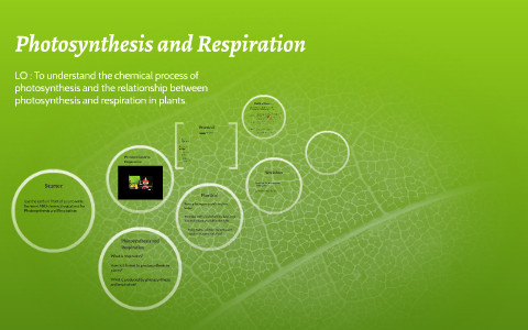 Photosynthesis and Respiration by Samuel Rowbotham on Prezi