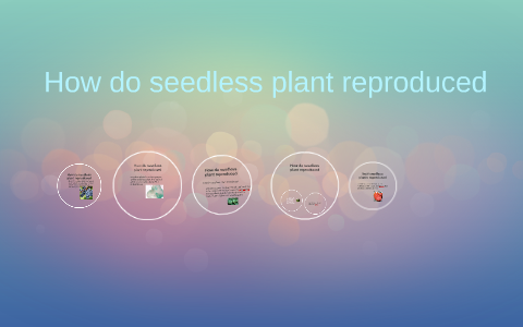 How do seedless plant reproduced by ezra mora on Prezi