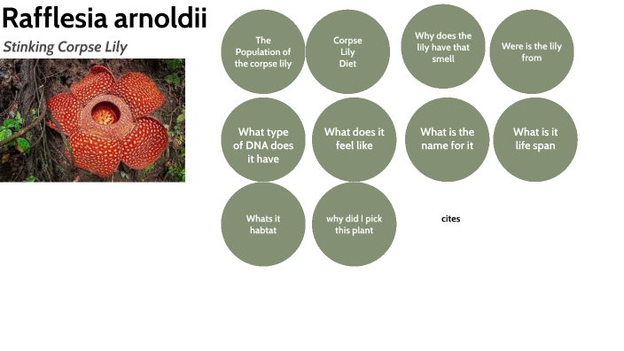 Rafflesia arnoldii ( Stinking Corpse Lily) by Clara M on Prezi