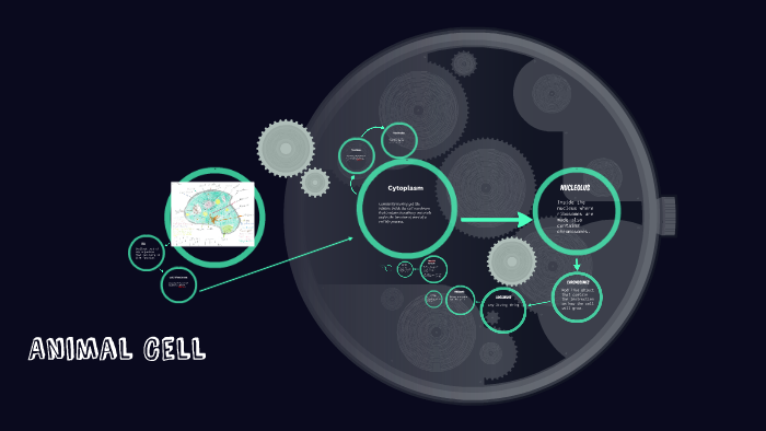 Animal Cell by Elly Cain on Prezi