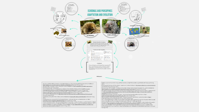 ECHIDNAS AND PORCUPINES ADAPTATION AND EVOLUTION by Nicola M on Prezi